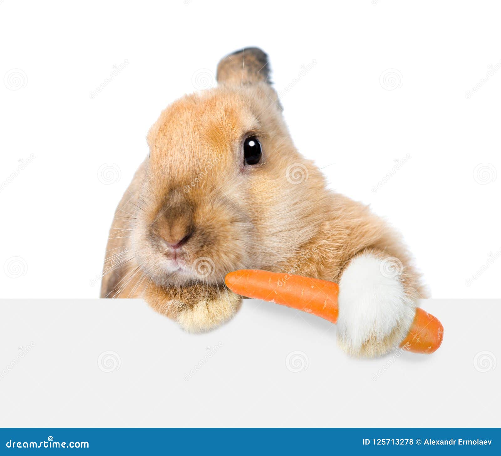 Rabbit Eating Carrot and Looking Over a Signboard. Isolated on White ...