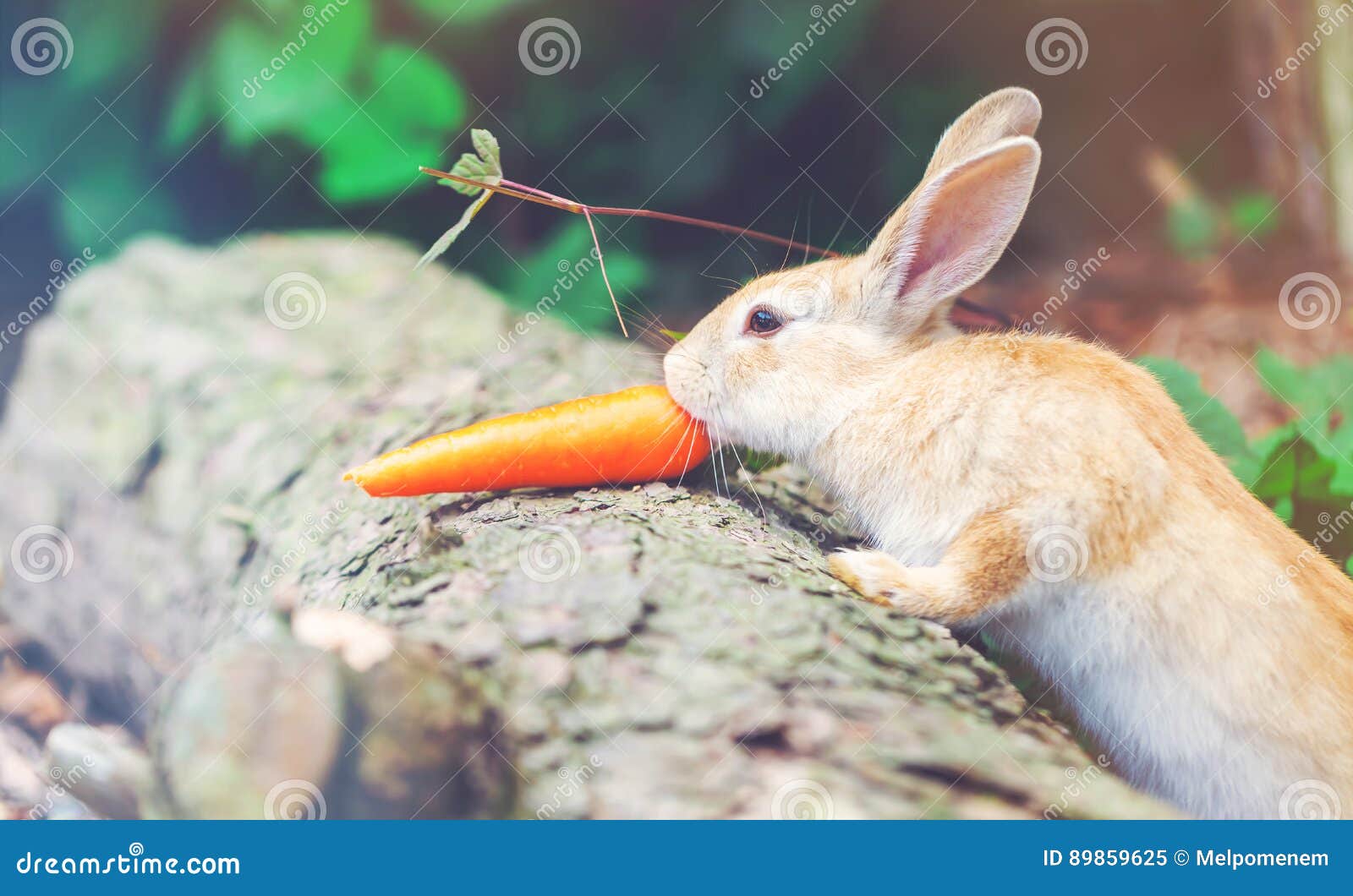 Rabbit eating a carrot stock image. Image of lawn, cute - 89859625