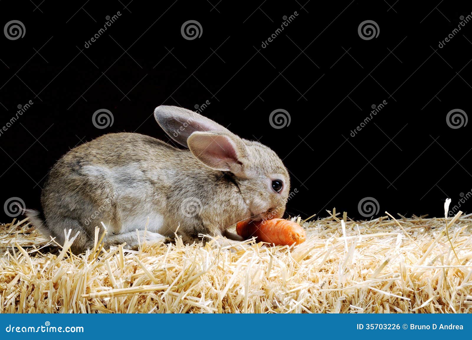 Rabbit eating a carrot stock photo. Image of domestic - 35703226