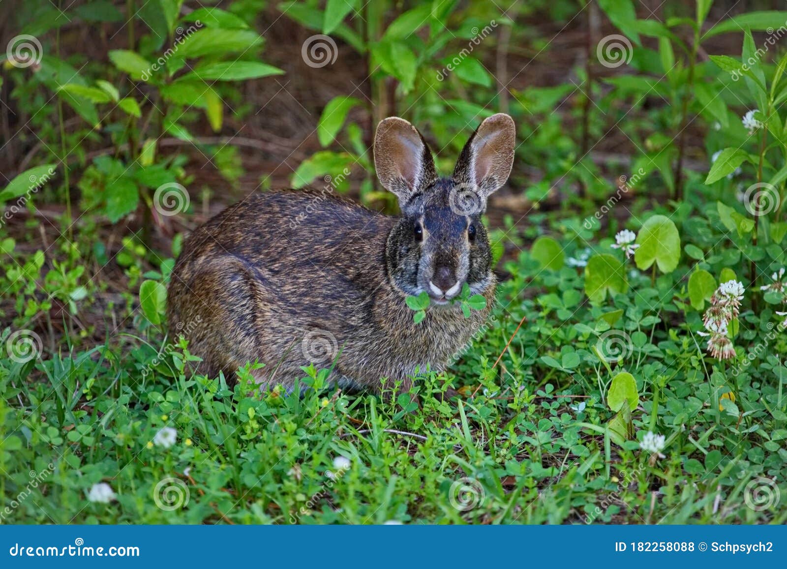 Rabbit eating clover stock photo. Image of grass, furry - 182258088