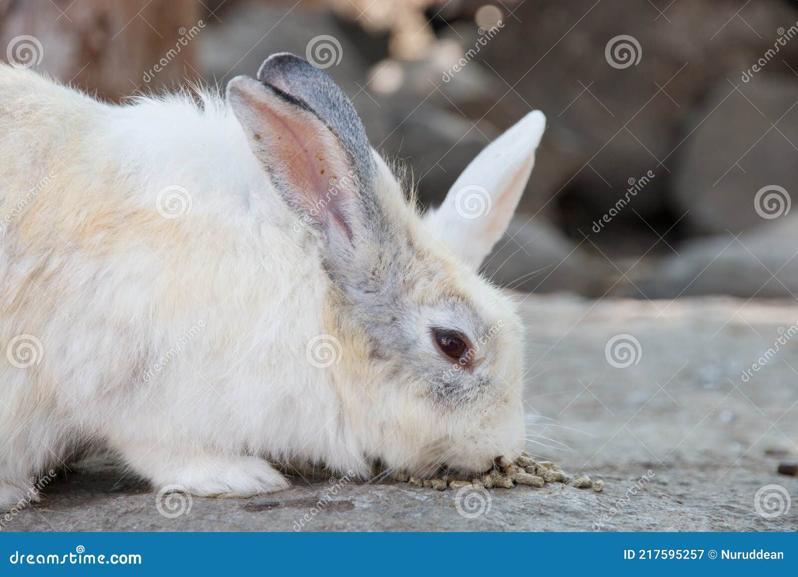 Rabbit eating food stock image. Image of food, green - 217595257