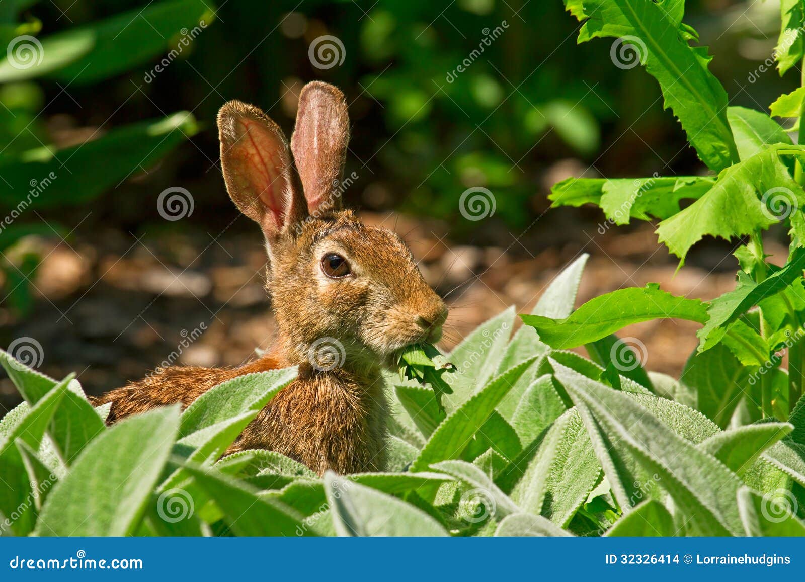 Rabbit Eating in the Garden Stock Photo - Image of pest, bunny: 32326414