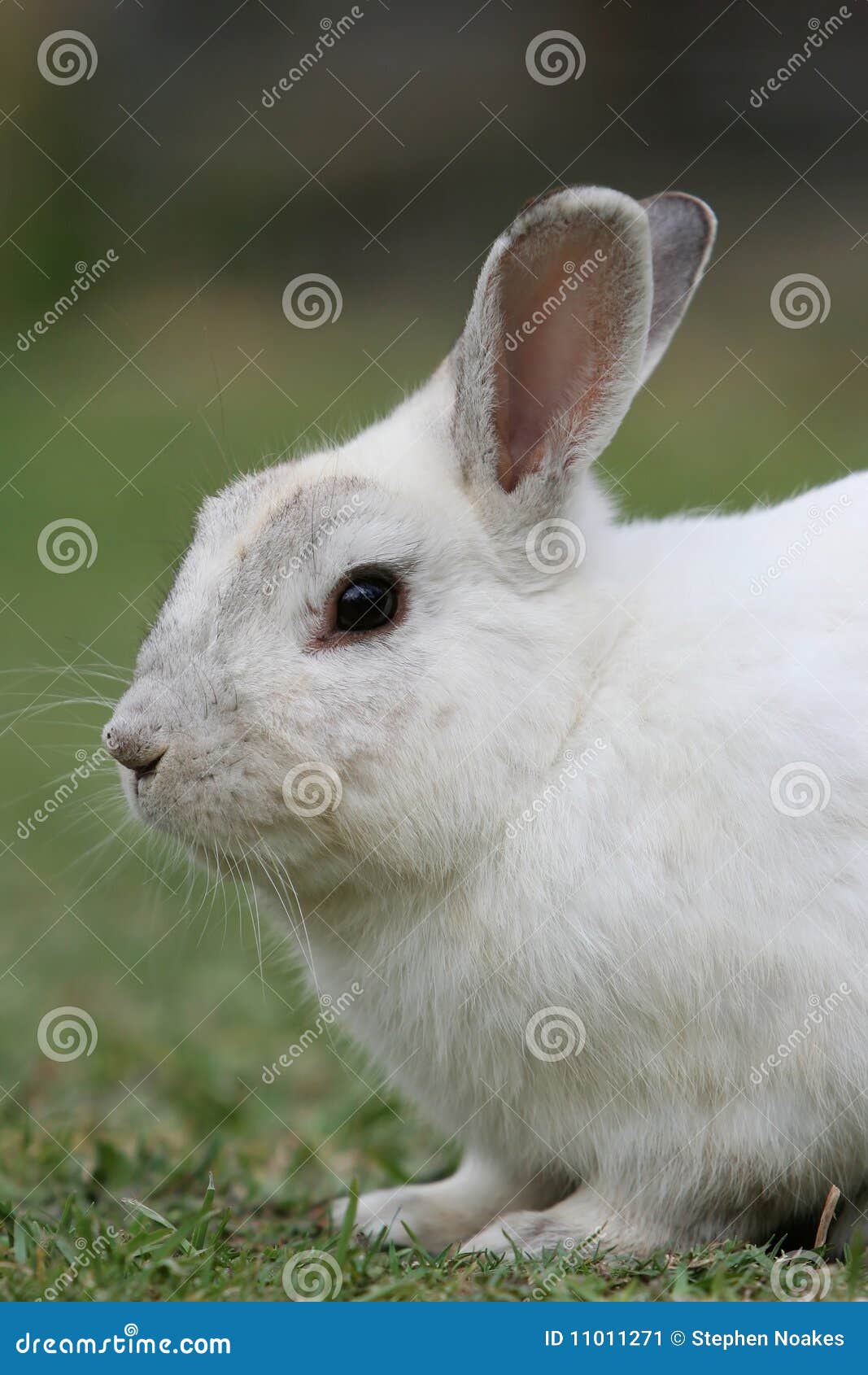 Rabbit Eating Grass stock image. Image of cute, mammal - 11011271