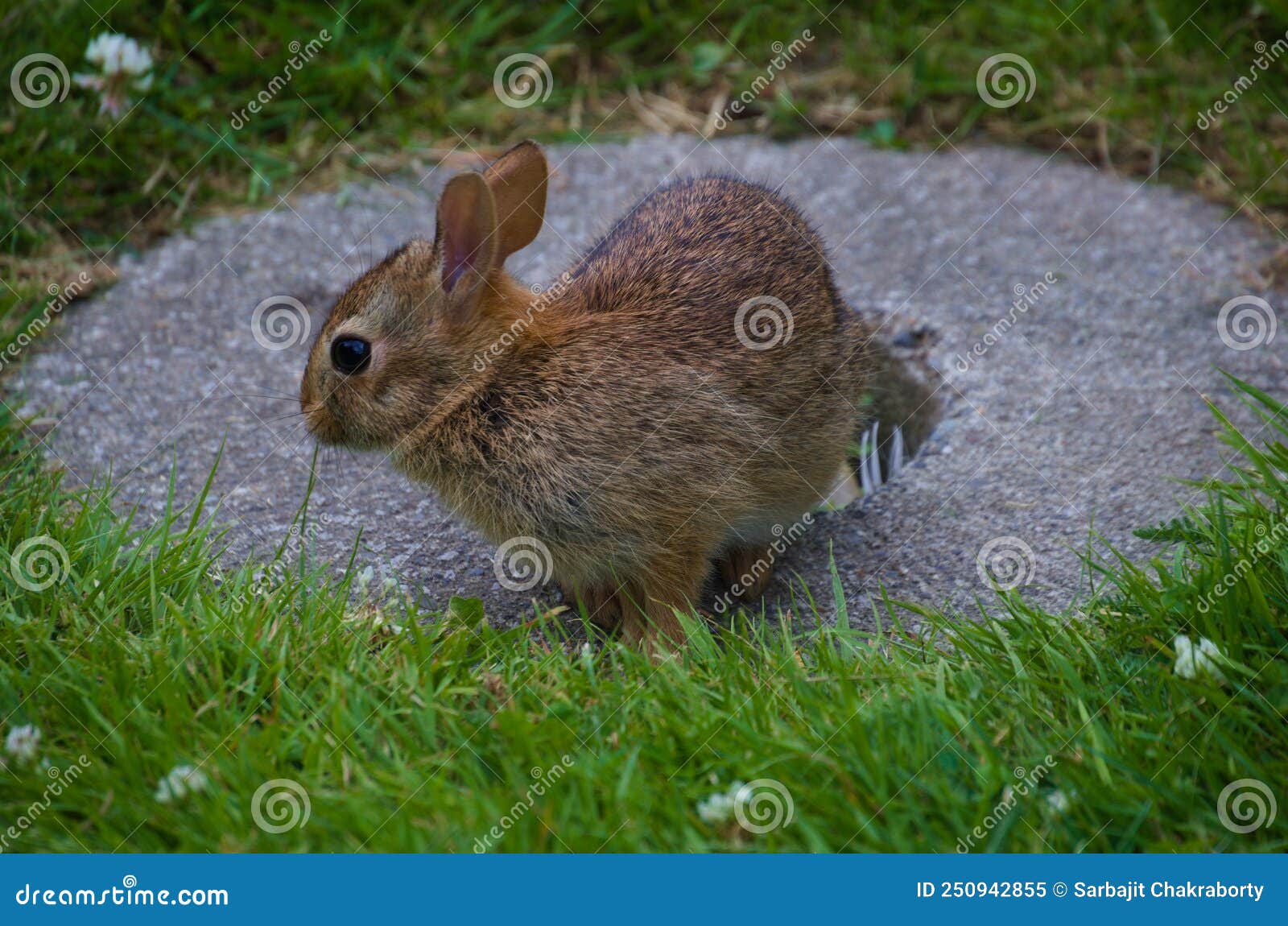 Rabbit eating grass stock image. Image of rabbit, squirrel - 250942855