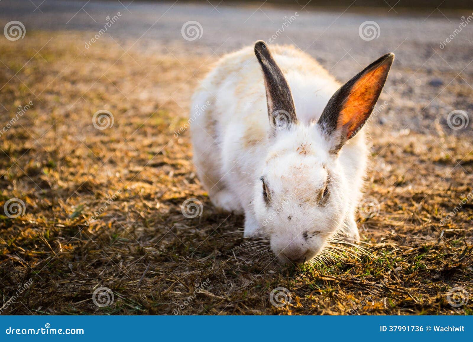 Rabbit eating grass stock photo. Image of grass, beige - 37991736