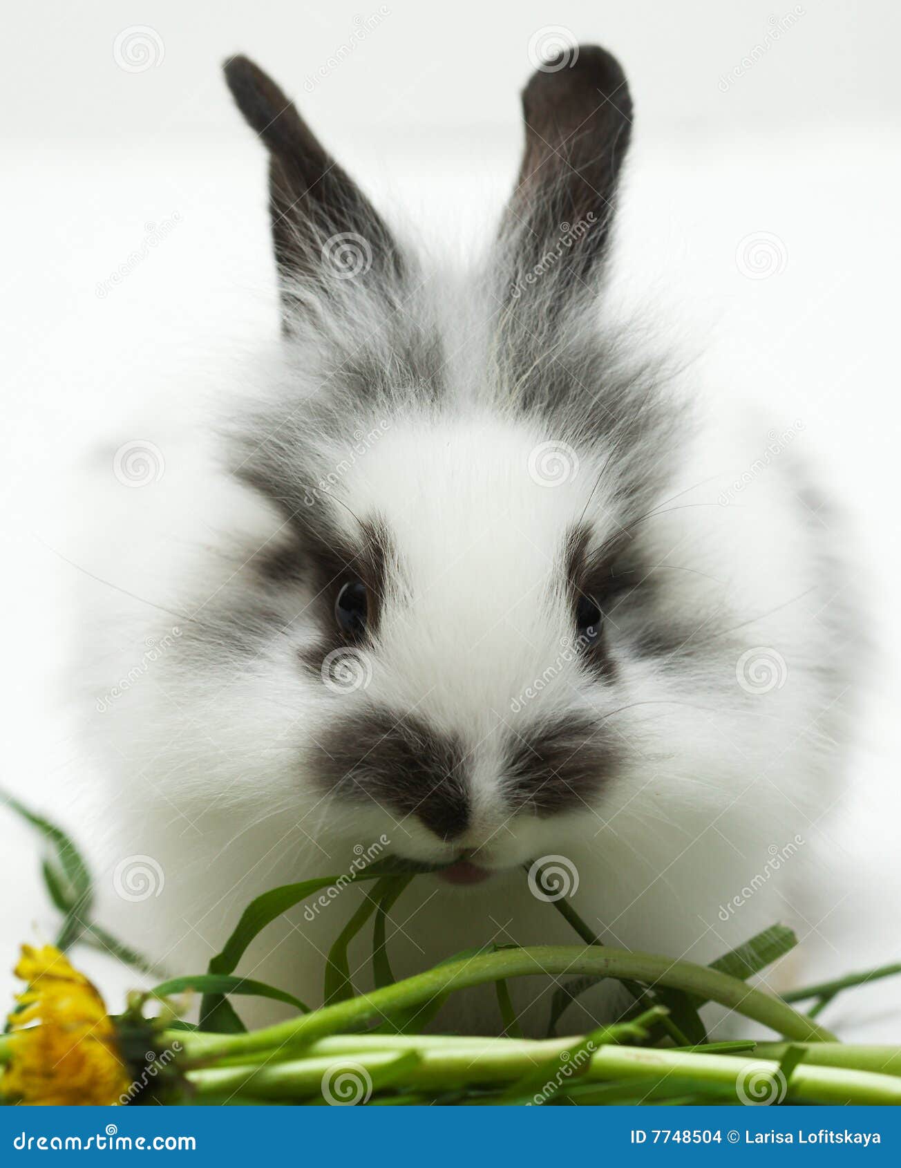 Rabbit eating a grass stock photo. Image of eating, domestic - 7748504