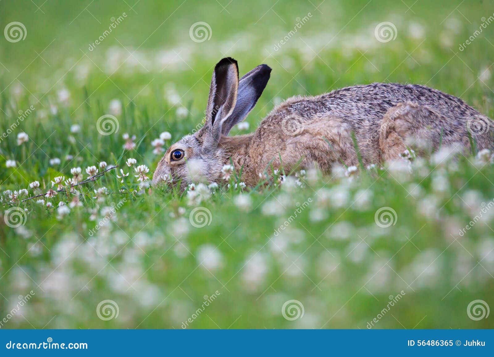 Rabbit eating grass stock image. Image of spring, habitat - 56486365