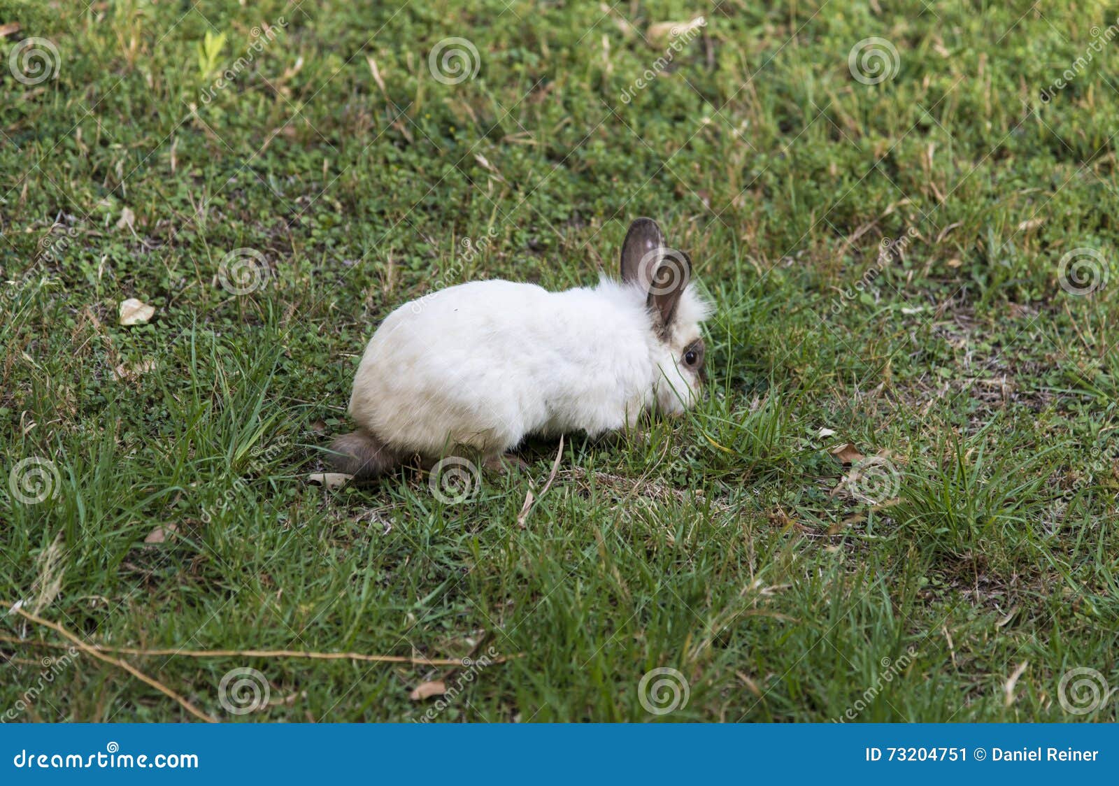 Rabbit eating grass stock image. Image of garden, adorable - 73204751