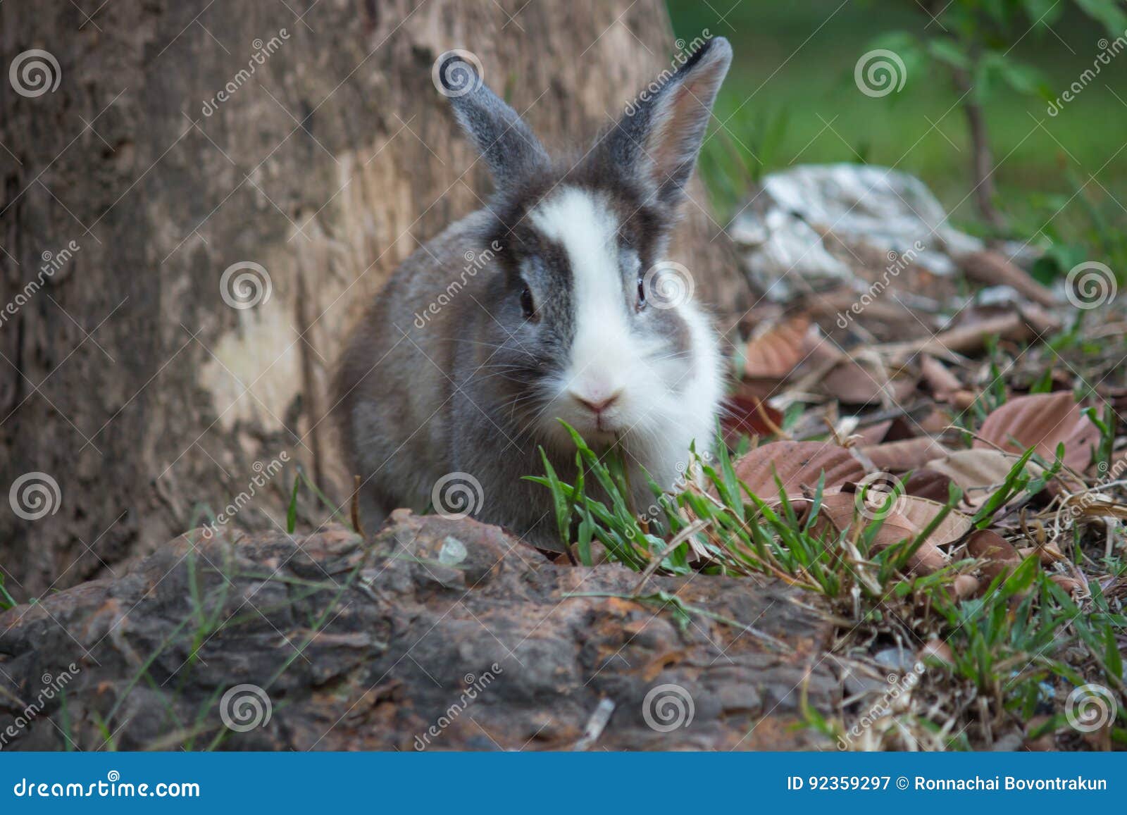 Rabbit Eating Grass in the Garden Stock Image - Image of veins, lepus ...