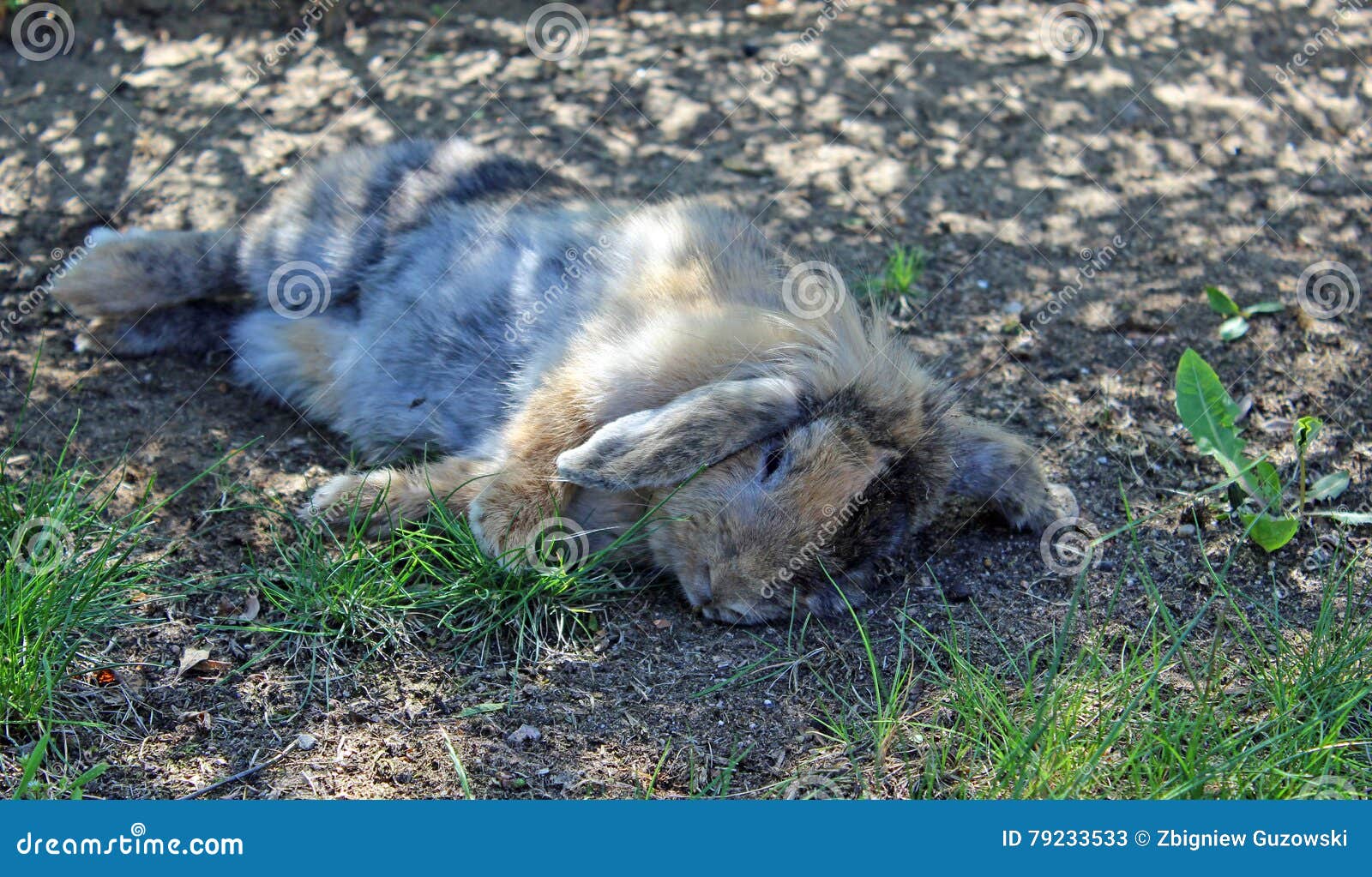 Rabbit Eating Grass in the Garden Stock Image - Image of grass, mammal ...