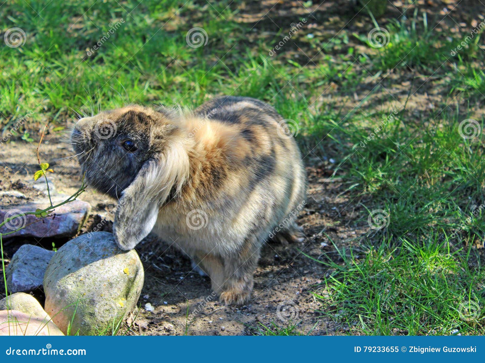 Rabbit Eating Grass in the Garden Stock Image - Image of adorable, cute ...