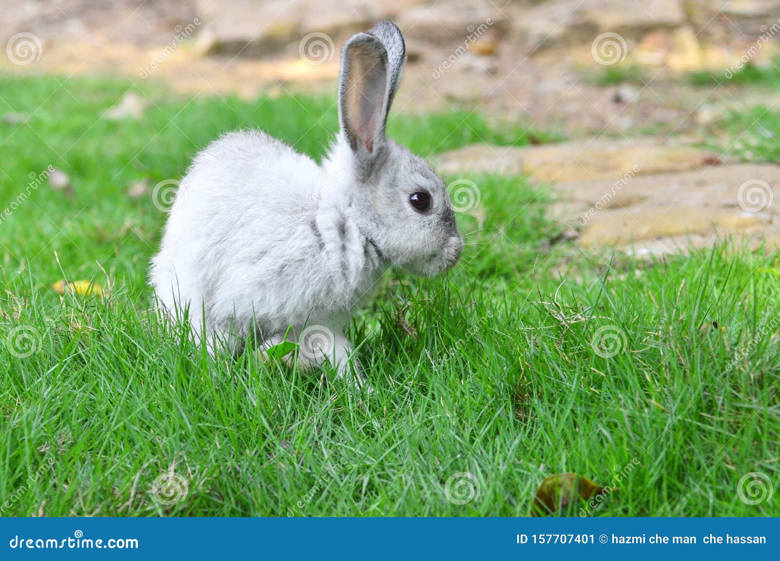 Rabbit Eating Grass at Green Field Stock Image - Image of grass, park ...