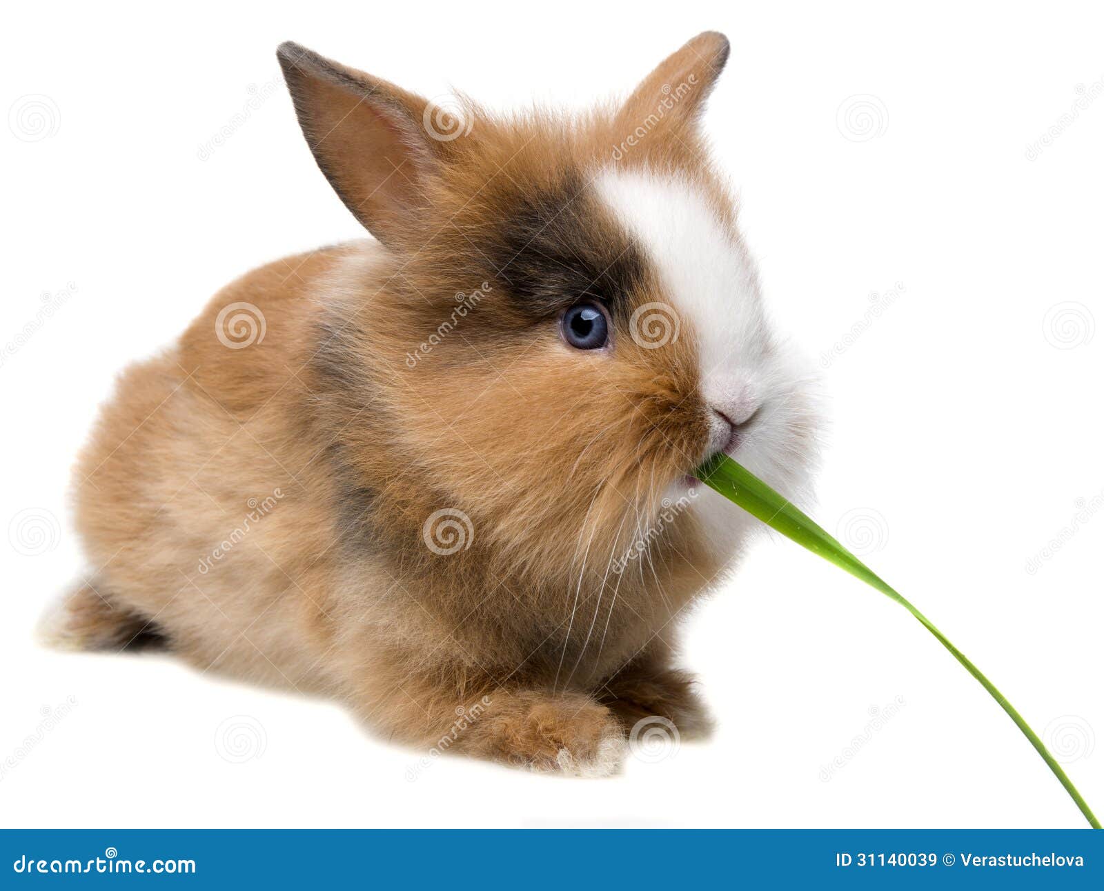 Rabbit eating grass stock image. Image of brown, baby - 31140039