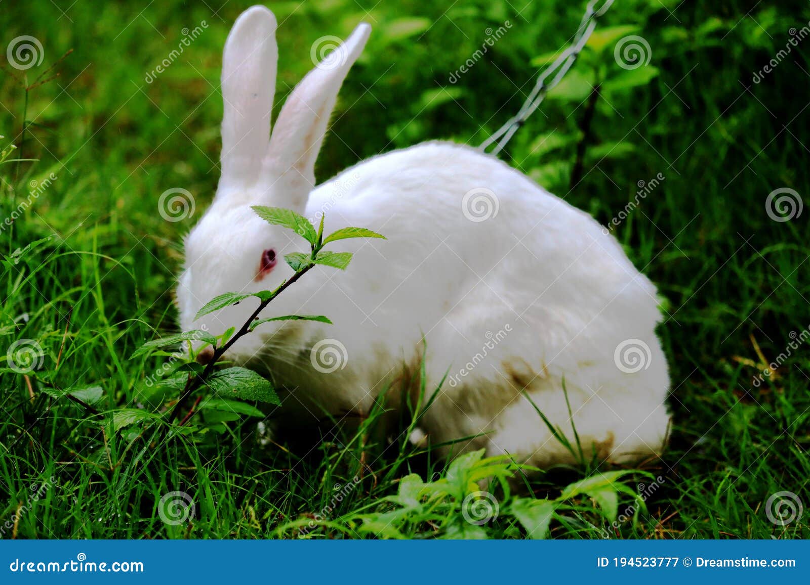 Rabbit eating grass stock image. Image of background - 194523777