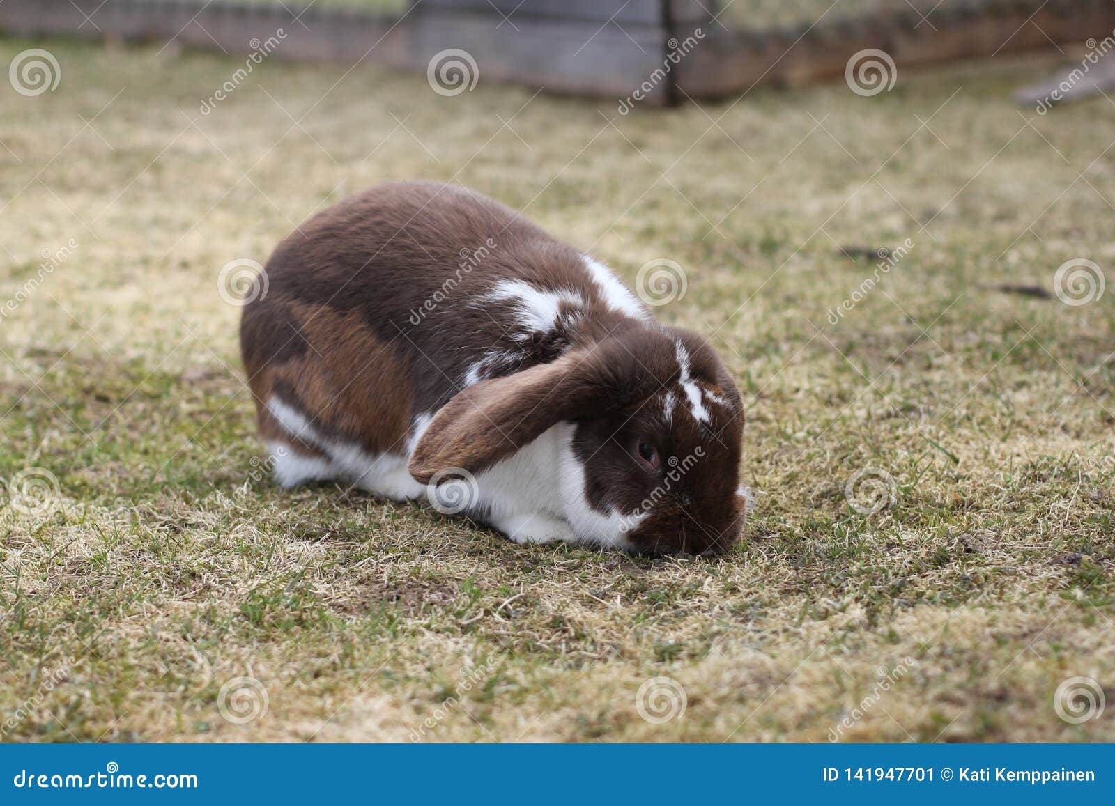 Rabbit eating grass stock image. Image of grey, ears - 141947701