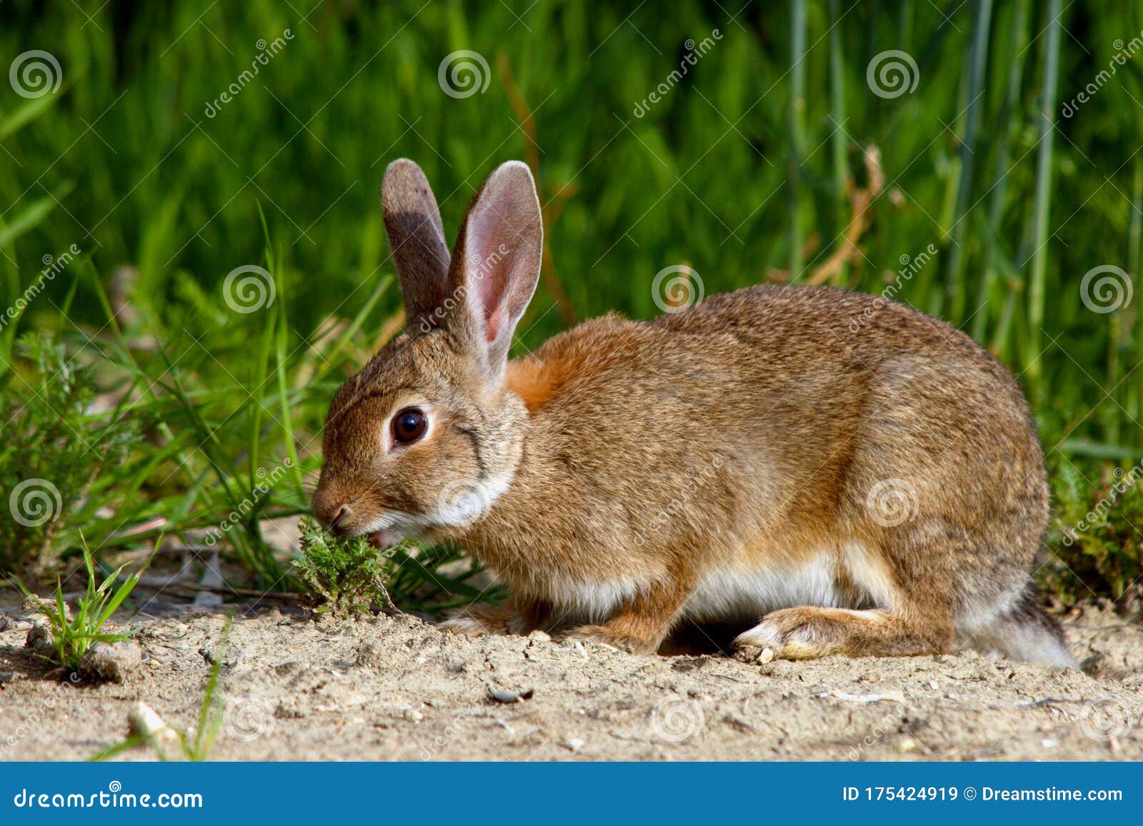 Rabbit eating grass stock image. Image of nature, fluffy - 175424919