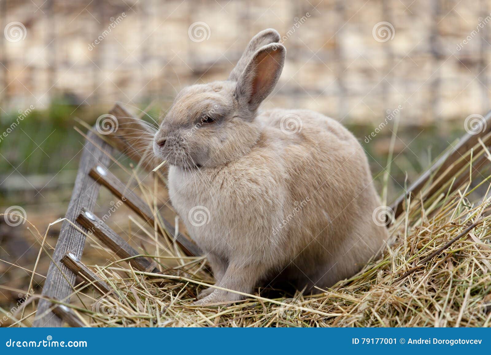 Rabbit eating hay stock image. Image of season, countryside - 79177001