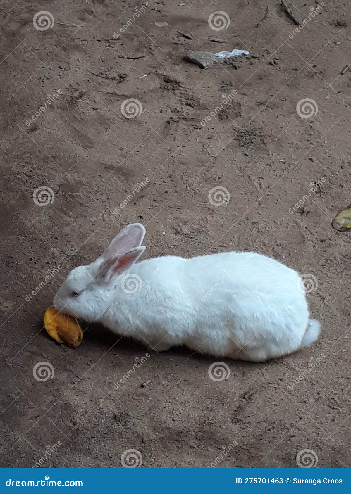 The Rabbit is Eating the Mango Stock Image - Image of puppy, squirrel ...
