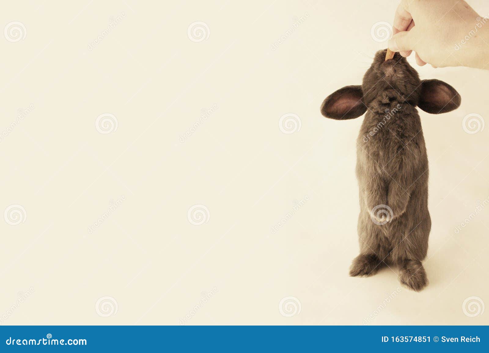 Rabbit Eating from a Mans Hand Stock Image - Image of spring, hare ...