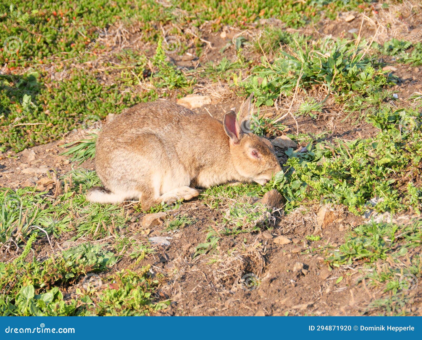A Rabbit Eating Plants of the Sparse Coastal Vegetation at Lizard Point ...
