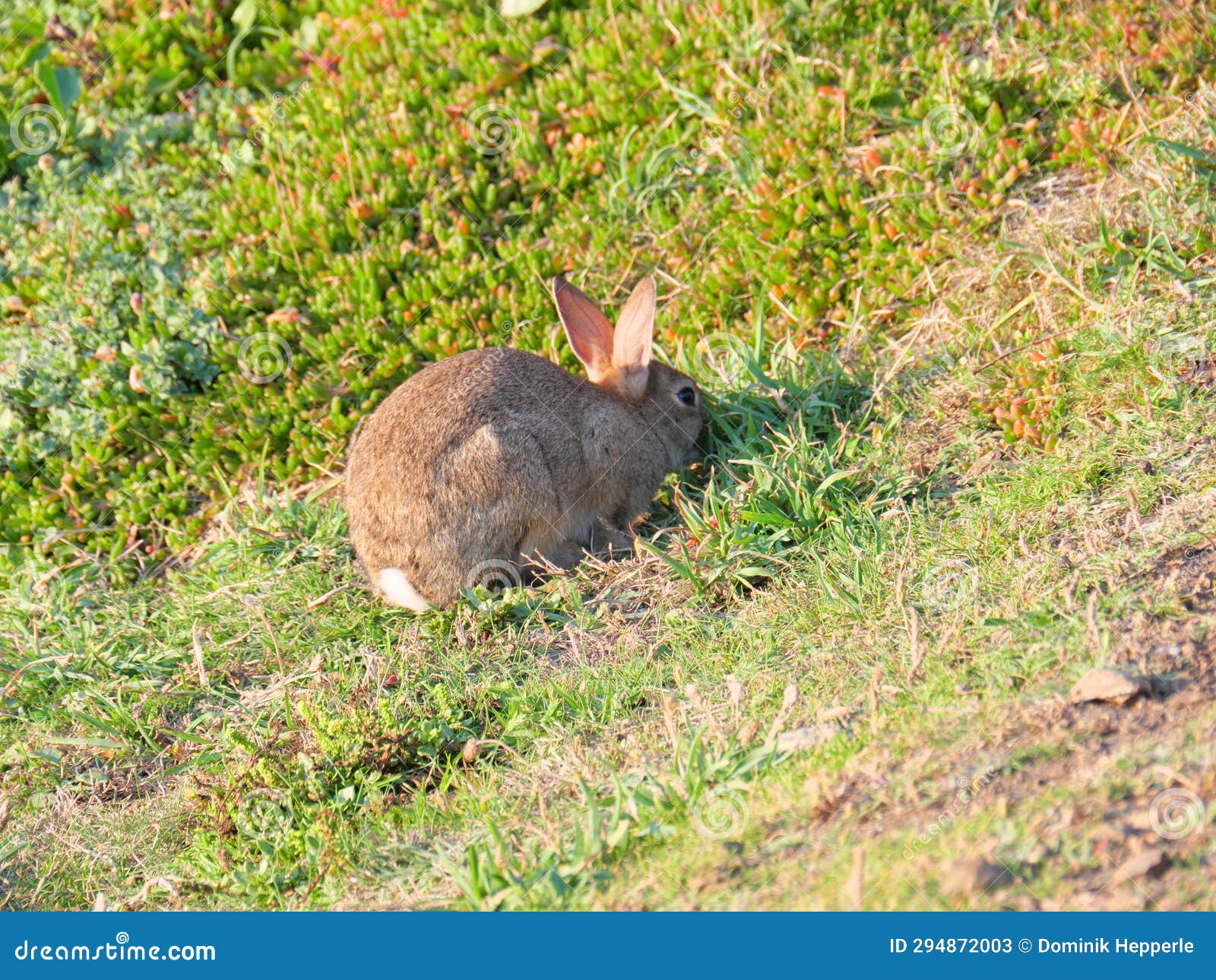 A Rabbit Eating Plants of the Sparse Coastal Vegetation at Lizard Point ...