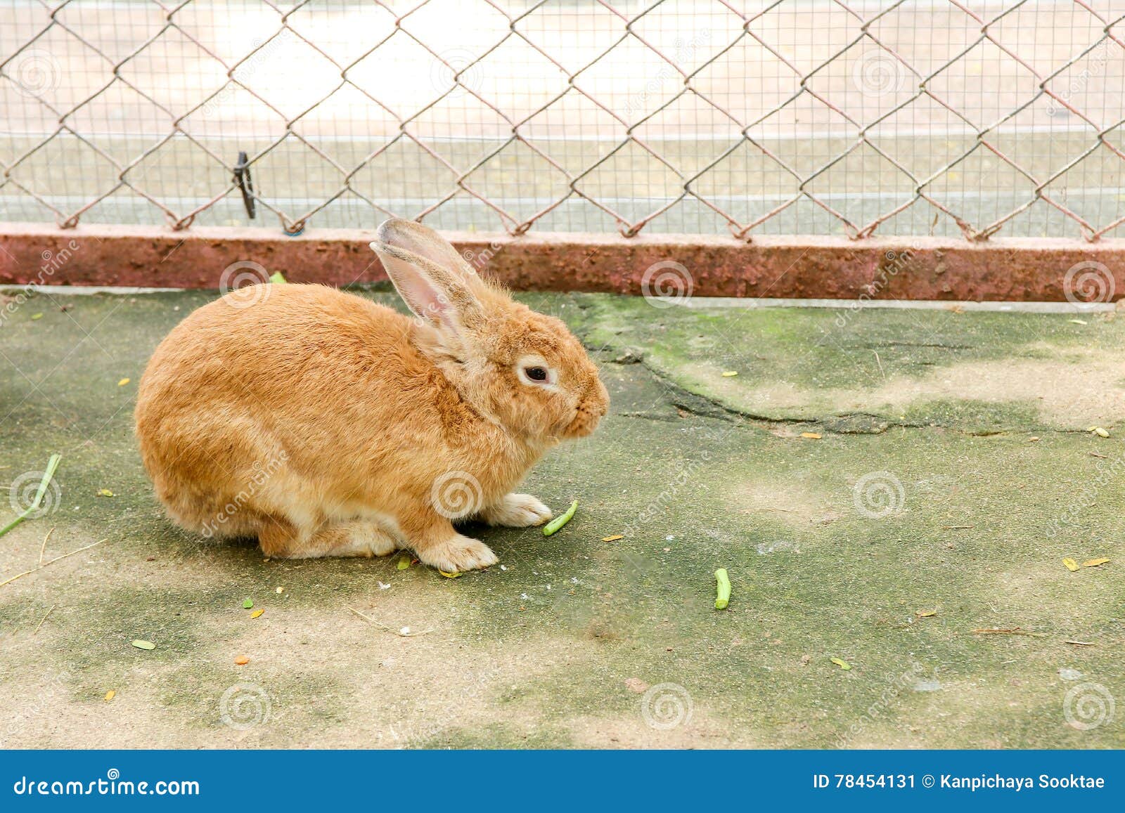 Rabbit eating rabbit food stock image. Image of group - 78454131