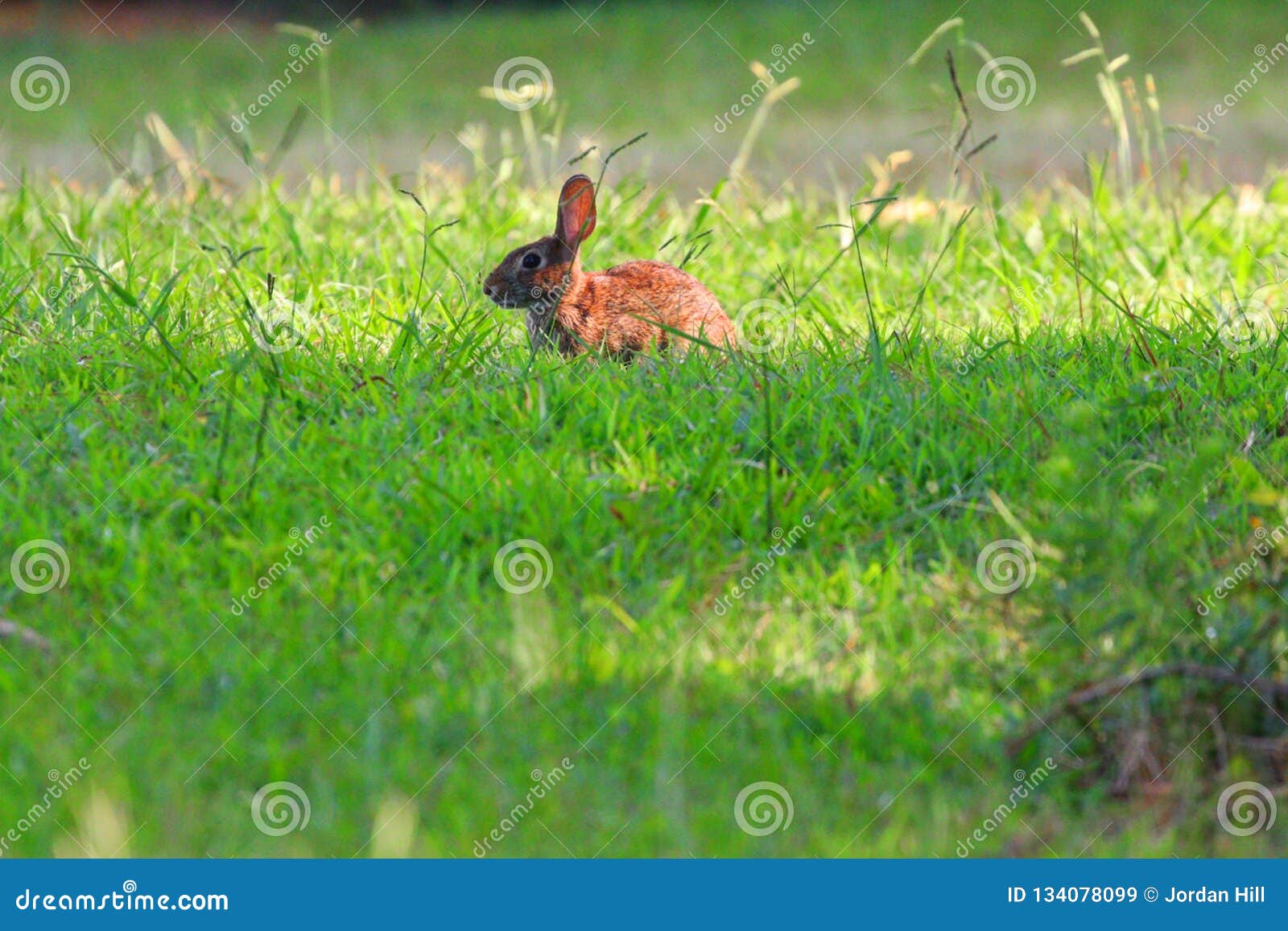Wild rabbit enjoying grass stock image. Image of wild - 134078099