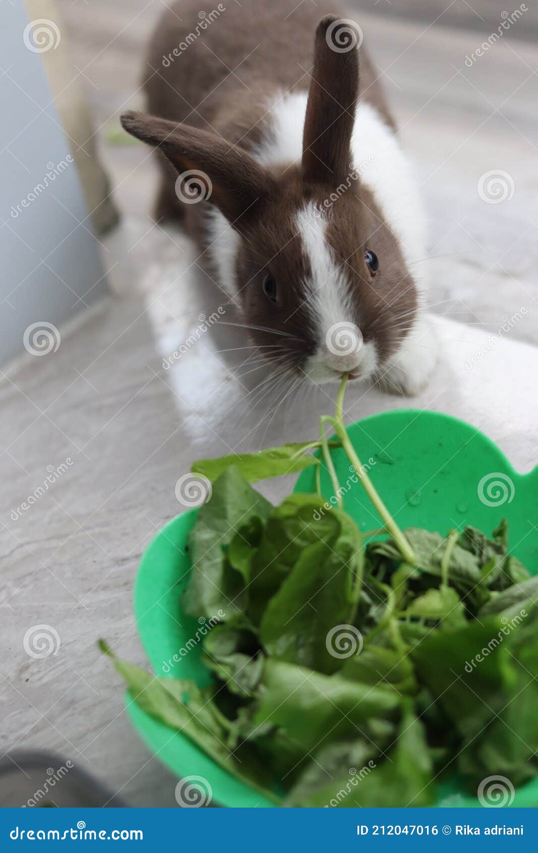The Rabbit is Eating Vegetables Stock Photo - Image of rodent, wildlife ...