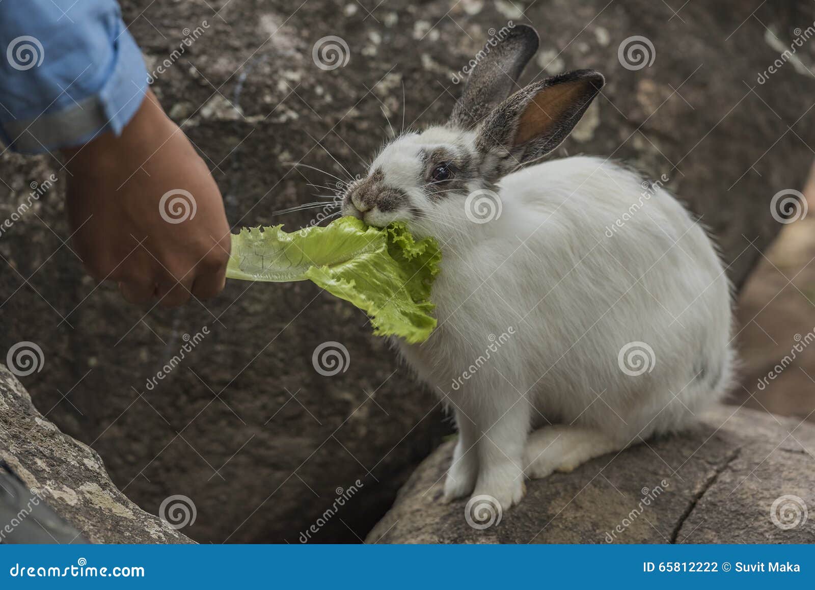 Rabbit eating vegetables. stock photo. Image of bunny - 65812222
