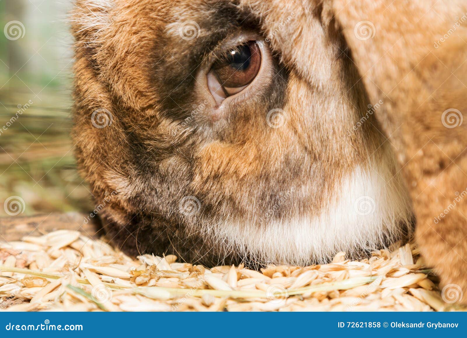 Rabbit eating wheat stock photo. Image of mammal, hare - 72621858