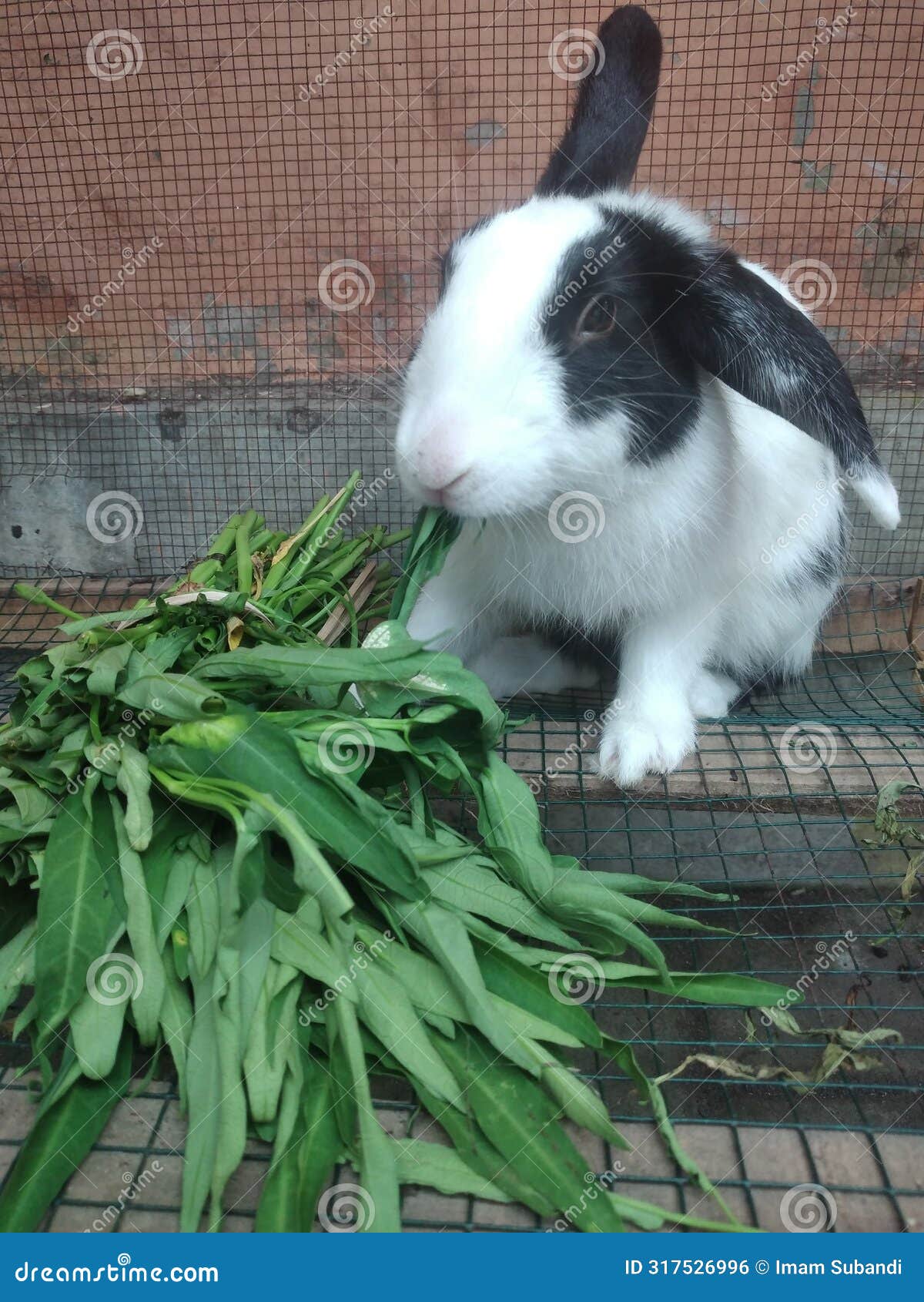 The rabbit is eating stock photo. Image of closeup, tropical - 317526996