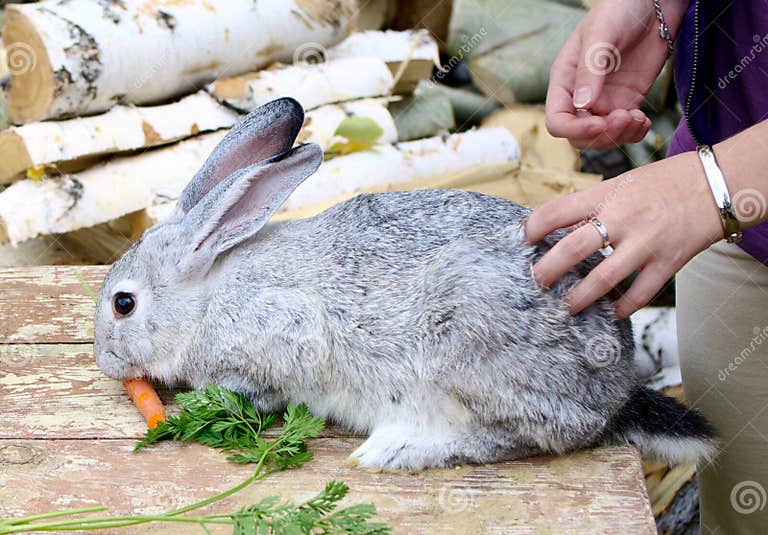 Rabbit eats carrot stock photo. Image of domestic, cony - 23625540