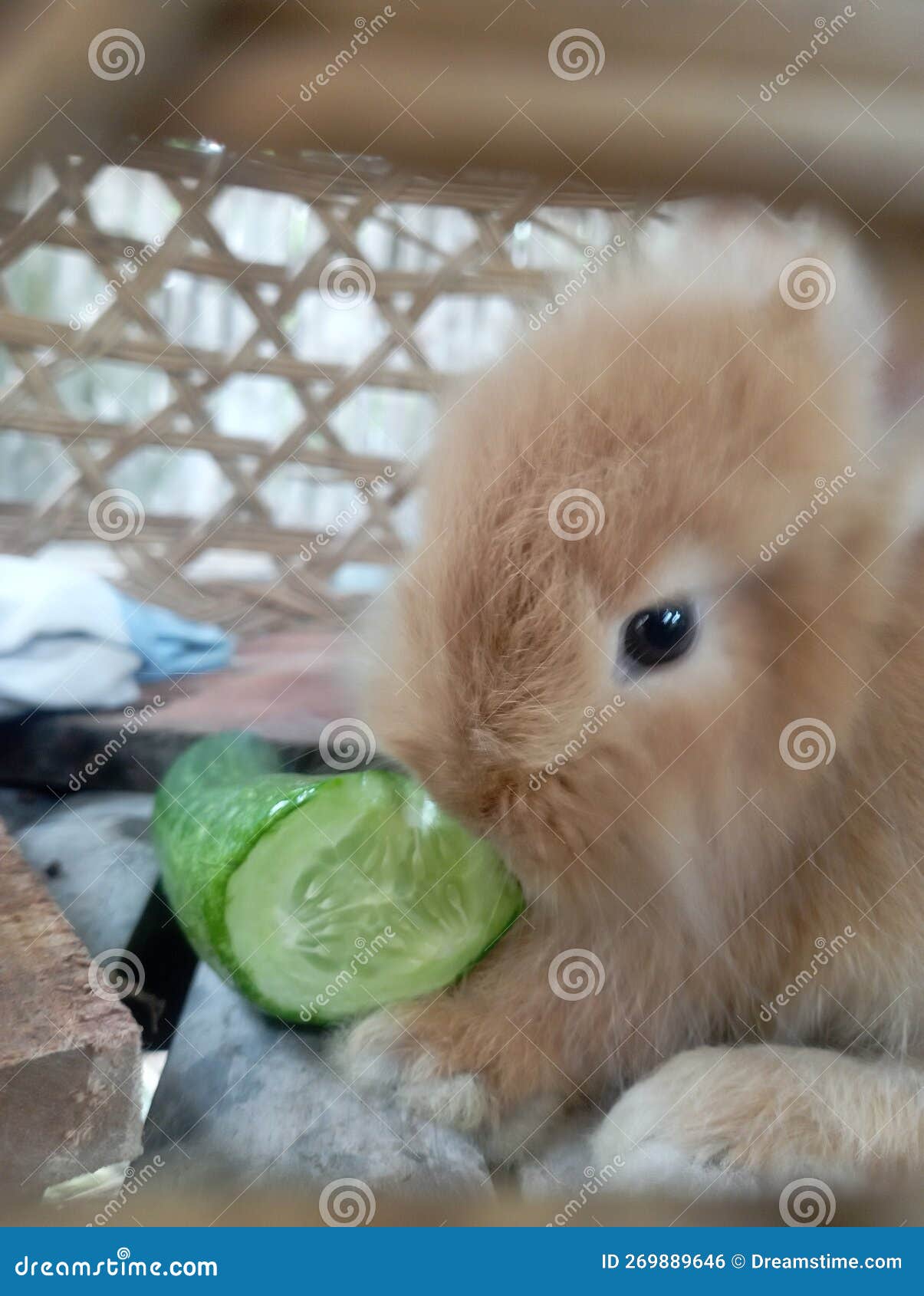 Rabbit eats cucumber stock photo. Image of rabbit, cucumber - 269889646