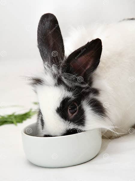 Rabbit eats food stock photo. Image of pretty, furry - 13620684