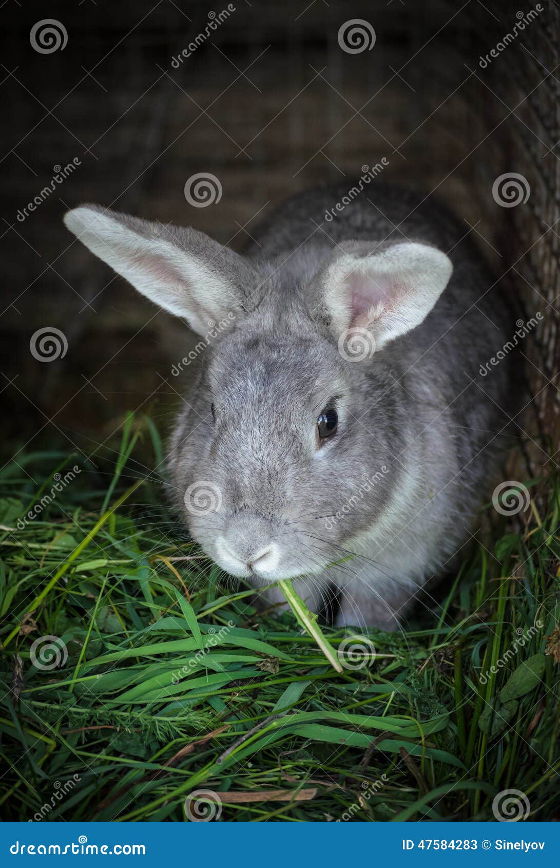 Rabbit eats gras stock image. Image of sylvaticus, gray - 47584283