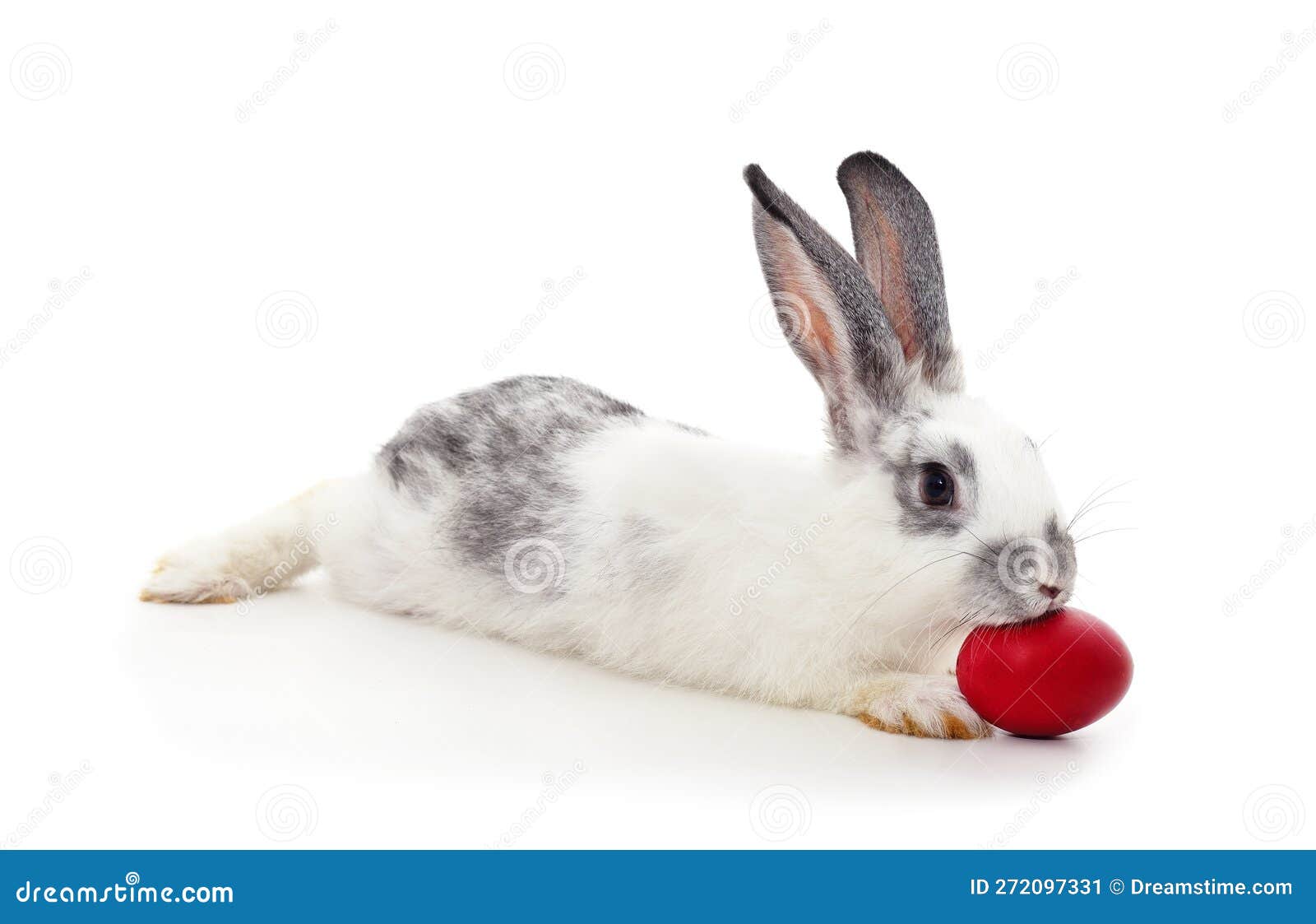 Rabbit with egg stock image. Image of dwarf, adorable - 272097331