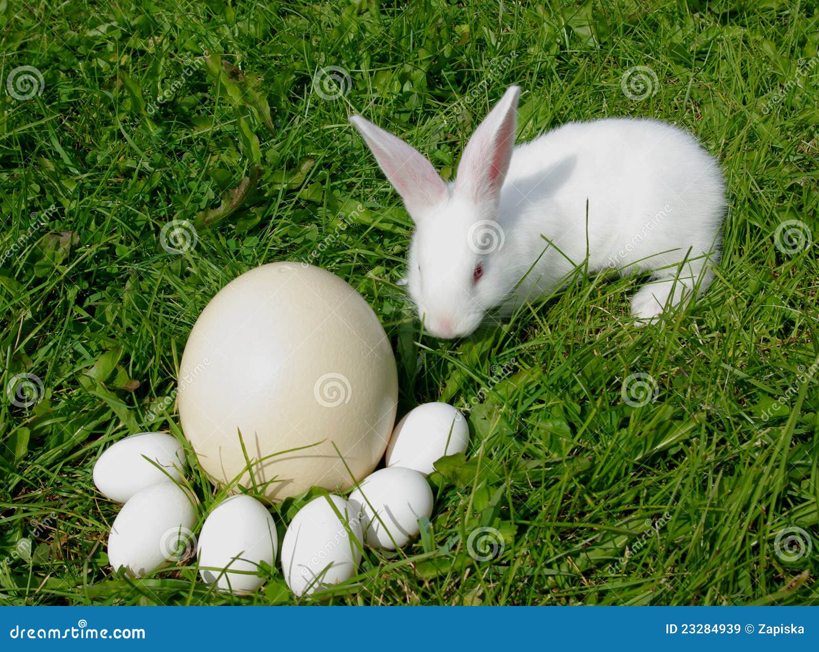 Rabbit and eggs stock image. Image of outdoors, easter - 23284939