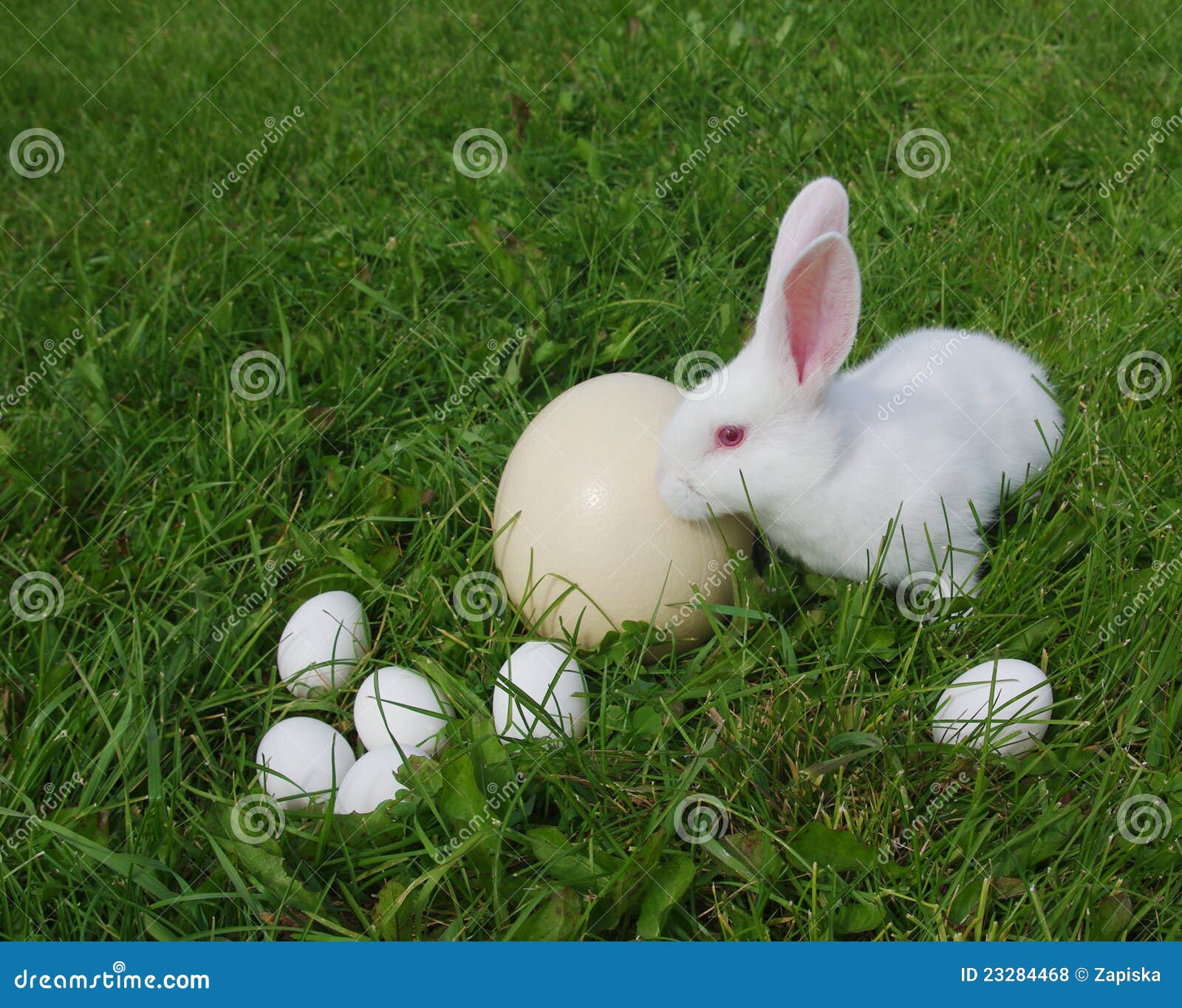 Rabbit and eggs on a grass stock photo. Image of grass - 23284468