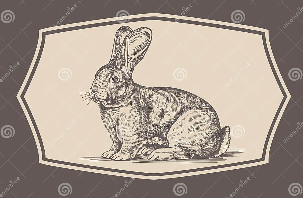 Rabbit in engraving style. stock vector. Illustration of vintage - 50887813
