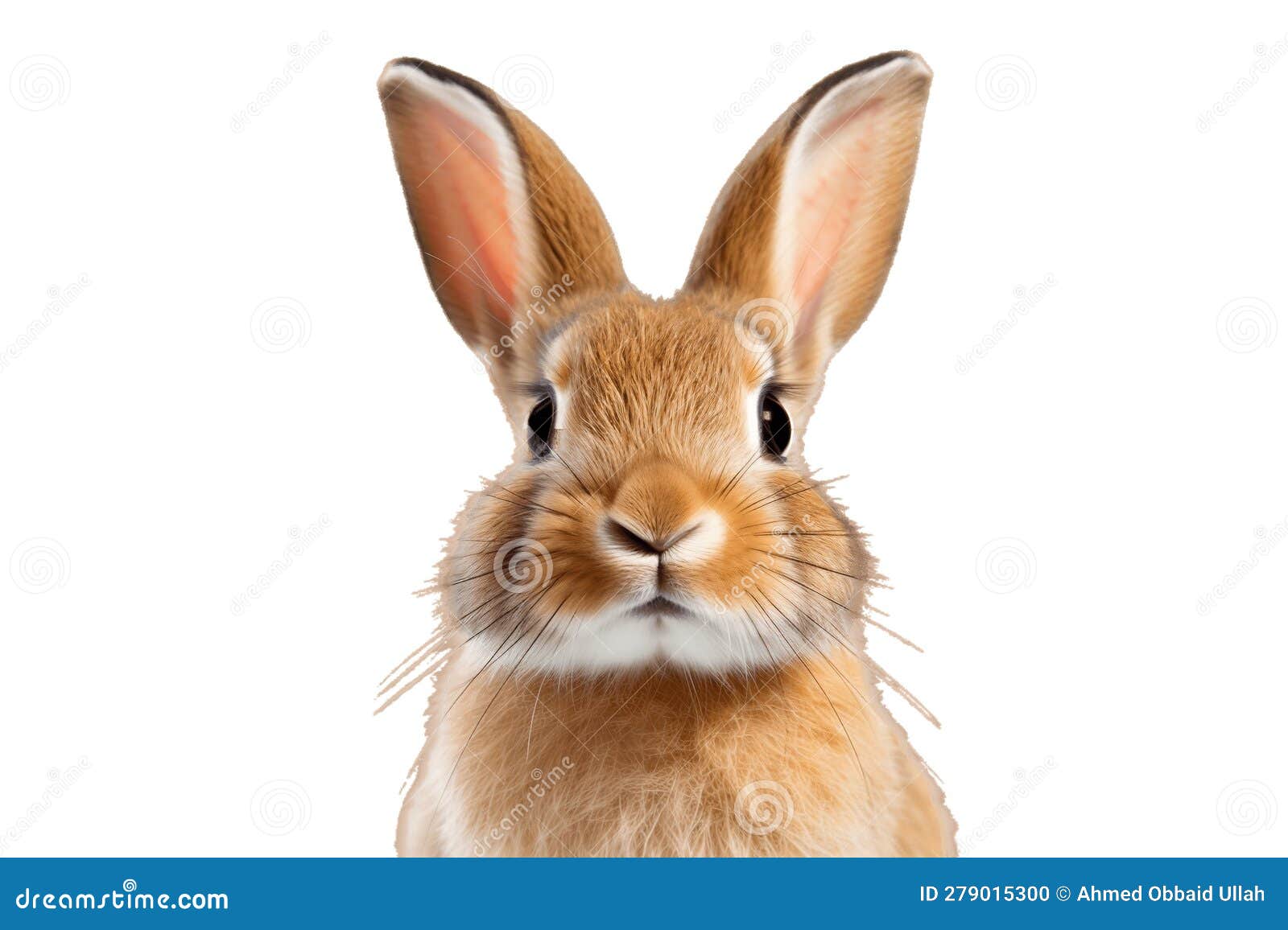 Rabbit Expressive Face on Transparent Background, Generative Ai Stock ...