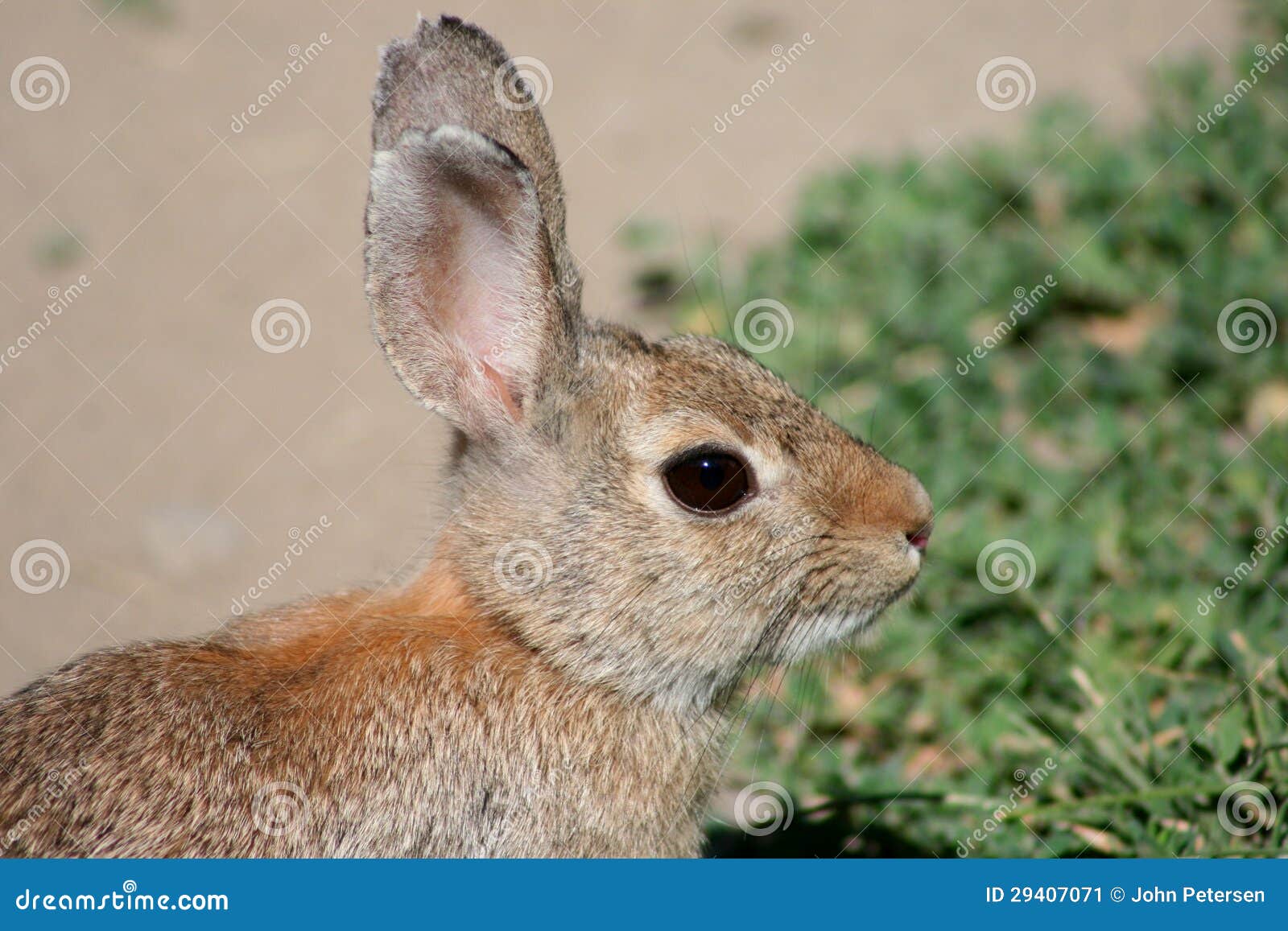 Rabbit Eye stock image. Image of white, wild, nice, rabbit - 29407071