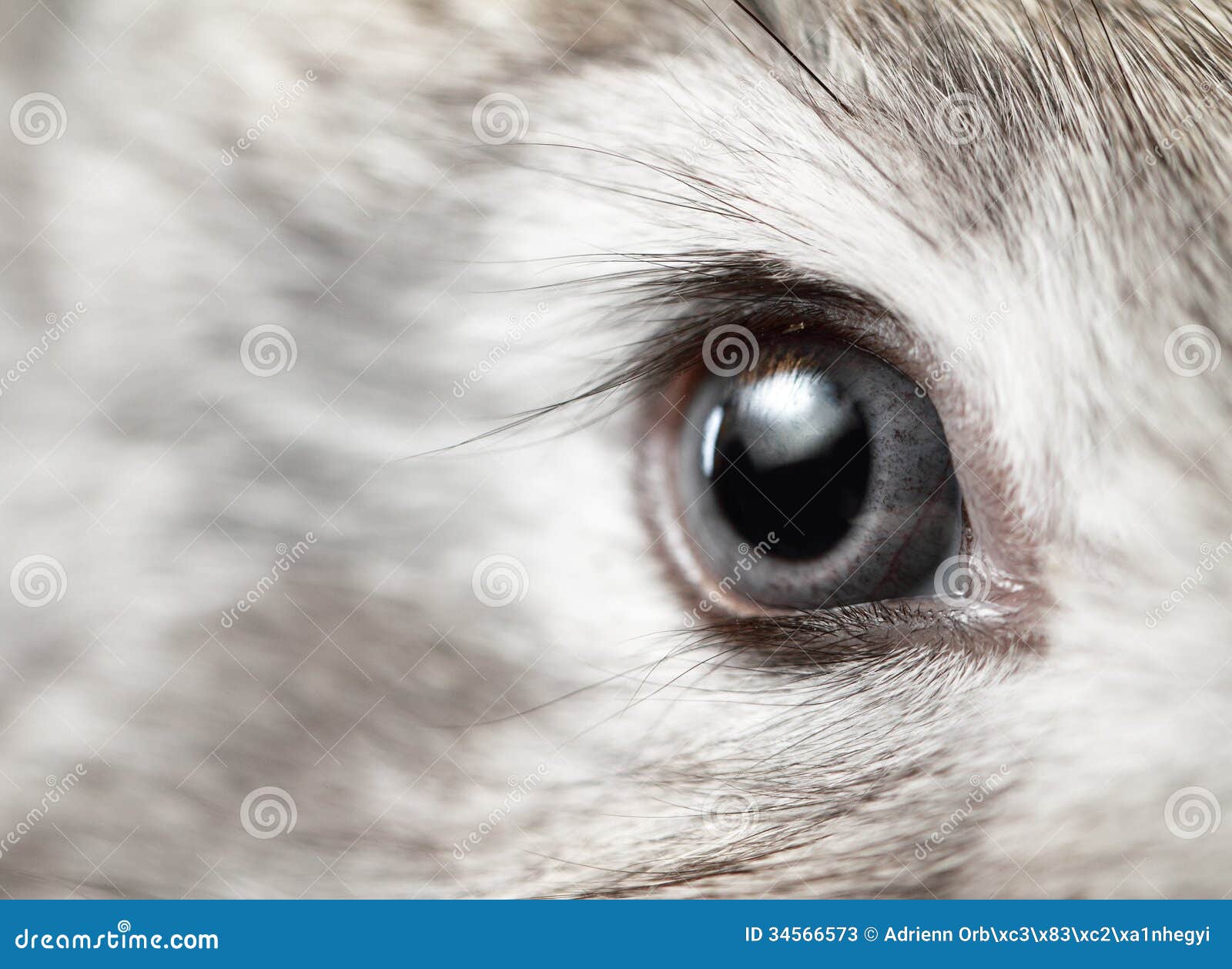 Rabbit eye stock image. Image of baby, macro, rabbit - 34566573
