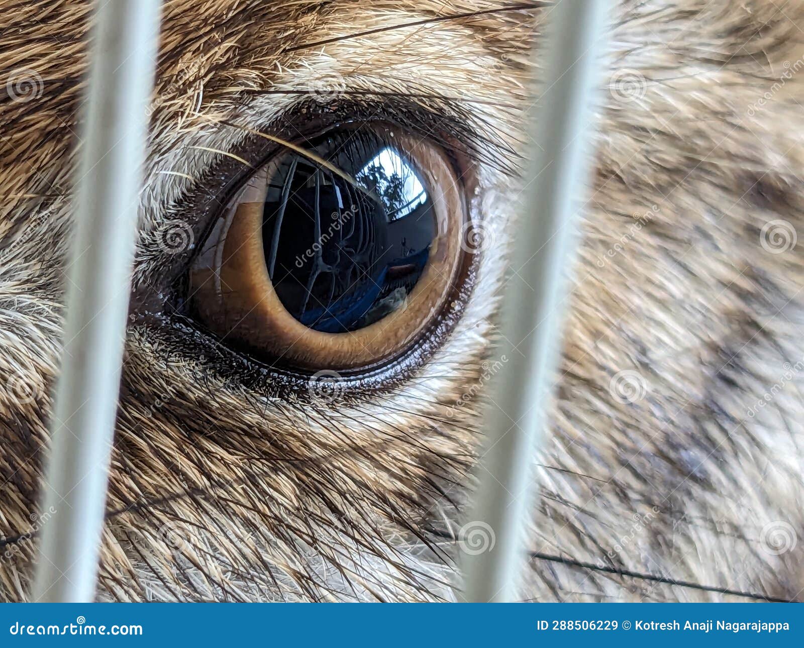 Rabbit Eye Macro Photography in the Cage Stock Image - Image of macro ...