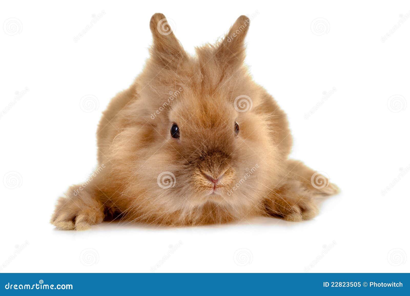 Rabbit face stock image. Image of rodent, small, clipping - 22823505