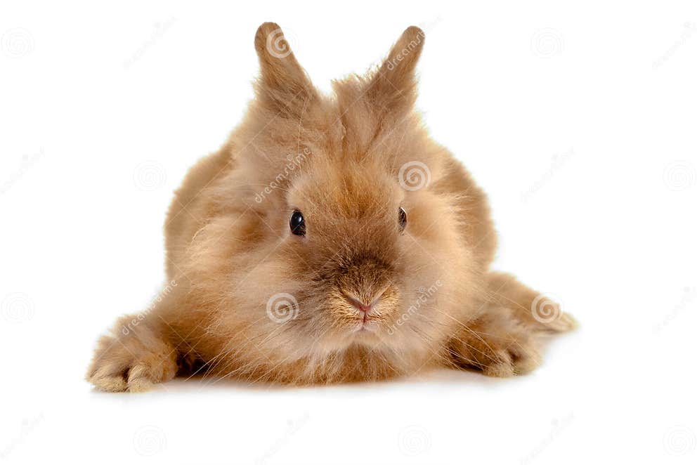 Rabbit face stock image. Image of rodent, small, clipping - 22823505