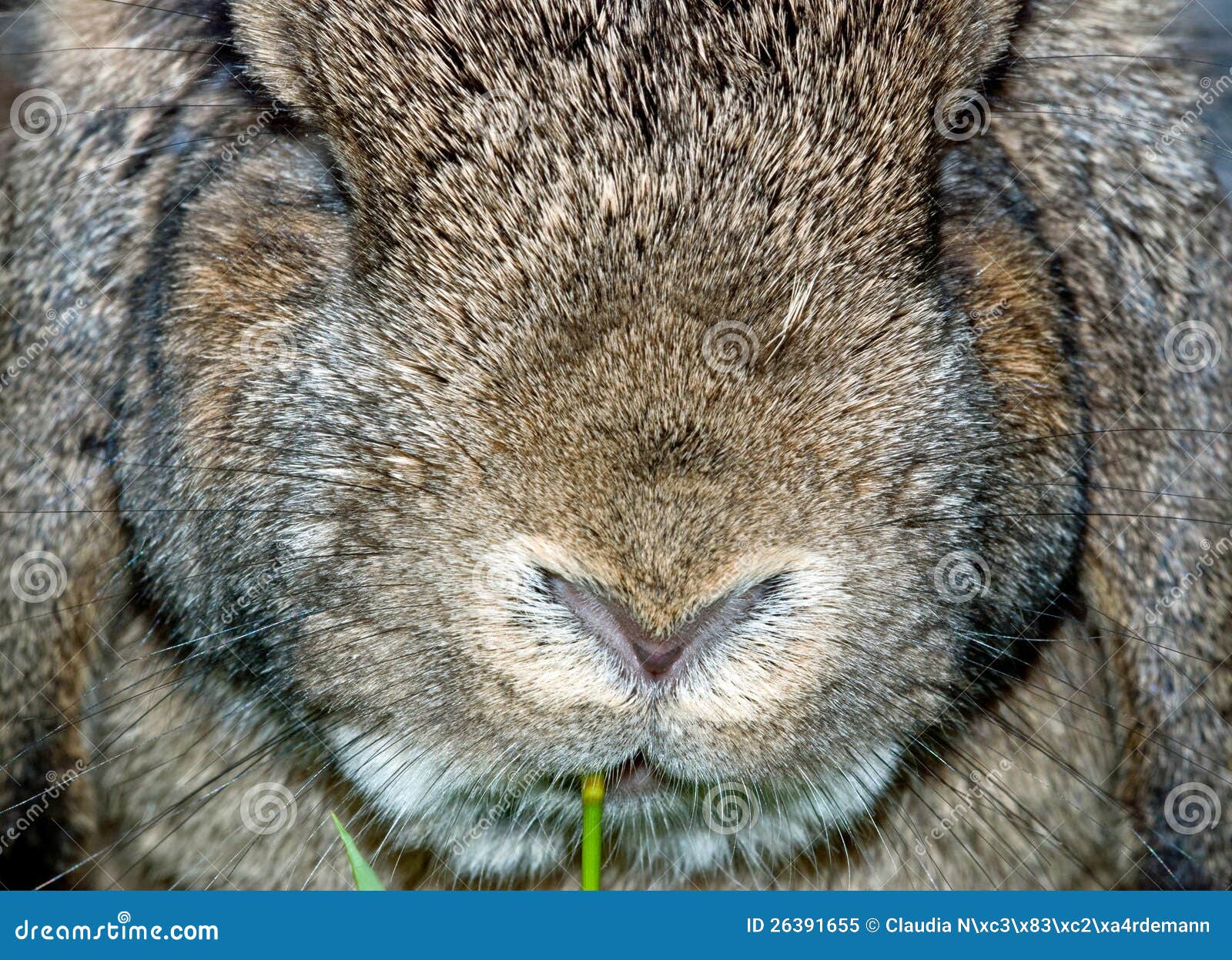Rabbit face stock image. Image of mammal, bunny, animal - 26391655