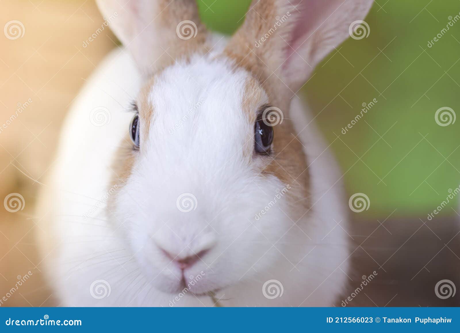 Rabbit face close up stock image. Image of happy, horizontal - 212566023