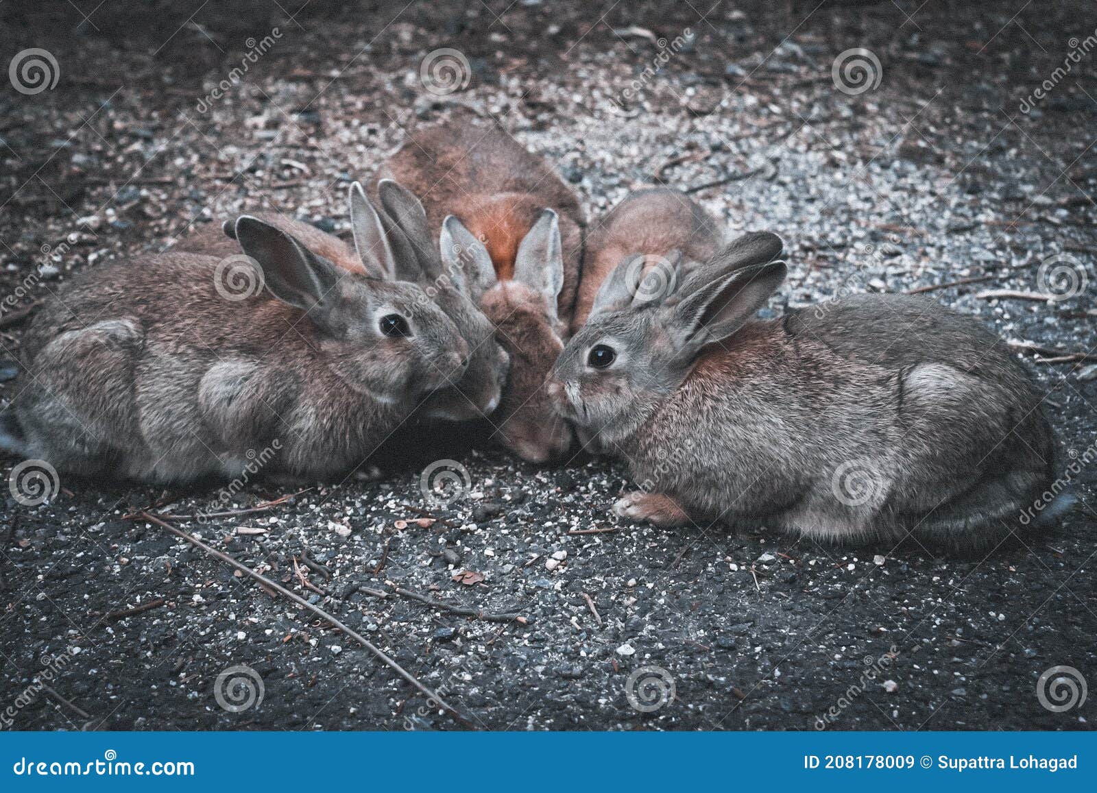 Rabbit family ðŸ ° stock image. Image of rodent, mouse - 208178009