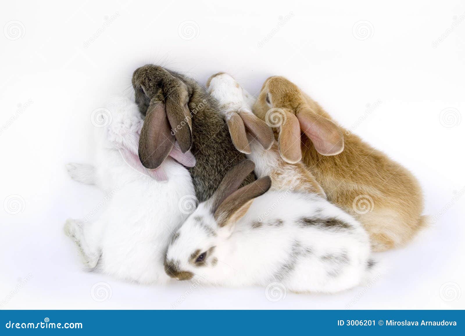Rabbit Family Stock Image - Image: 3006201