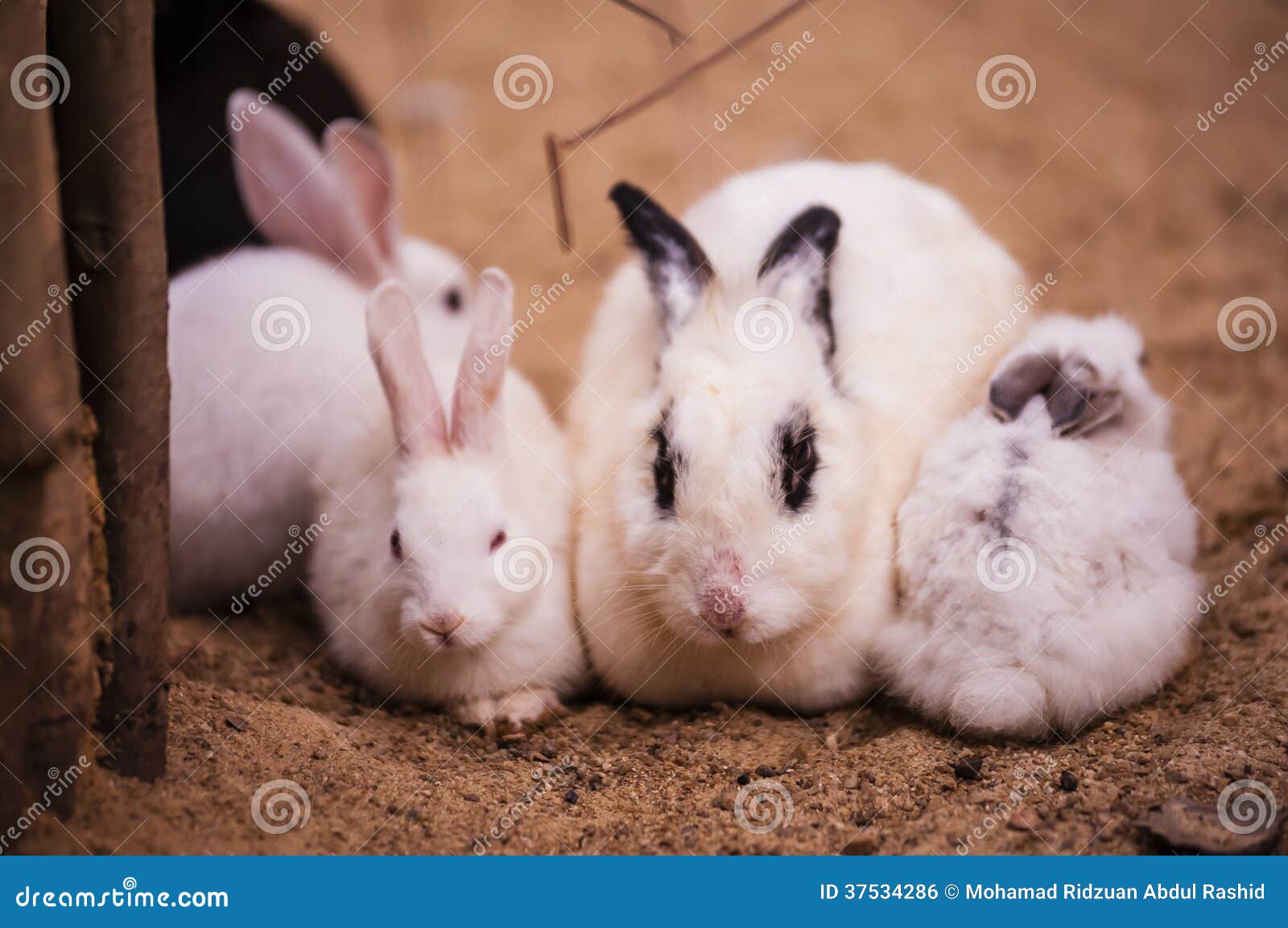 Rabbit family stock photo. Image of spots, wildlife, pets - 37534286